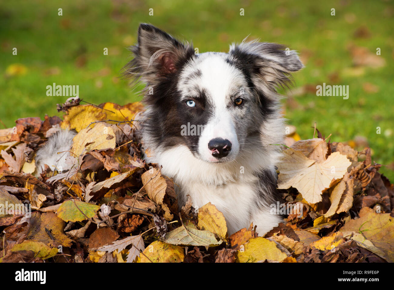 Garden border leaves animal autumn hi-res stock photography and images ...