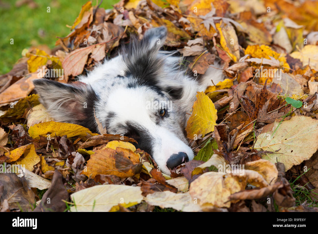 Young border collie in autumn leaves Stock Photo - Alamy