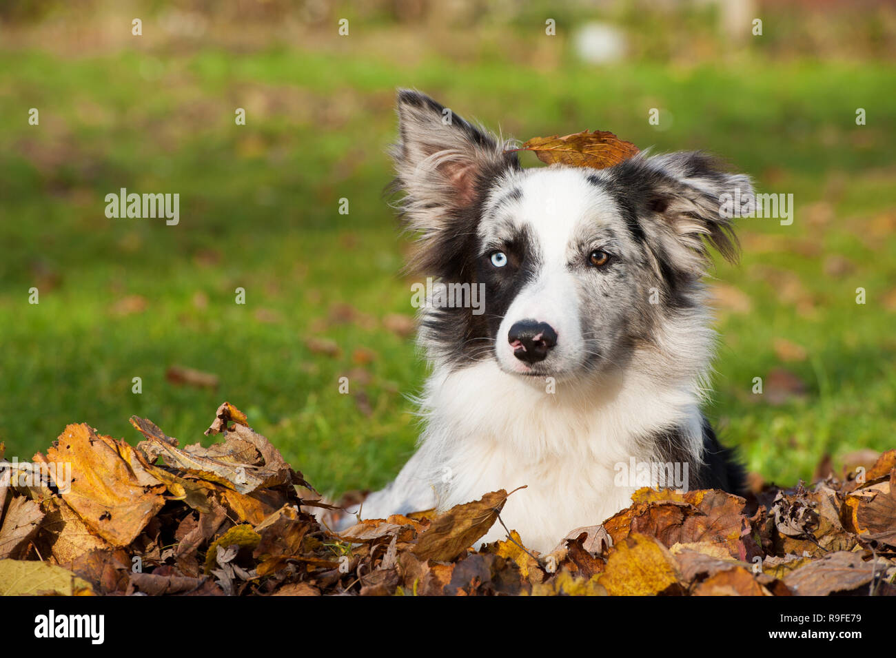 Young border collie in autumn leaves Stock Photo - Alamy