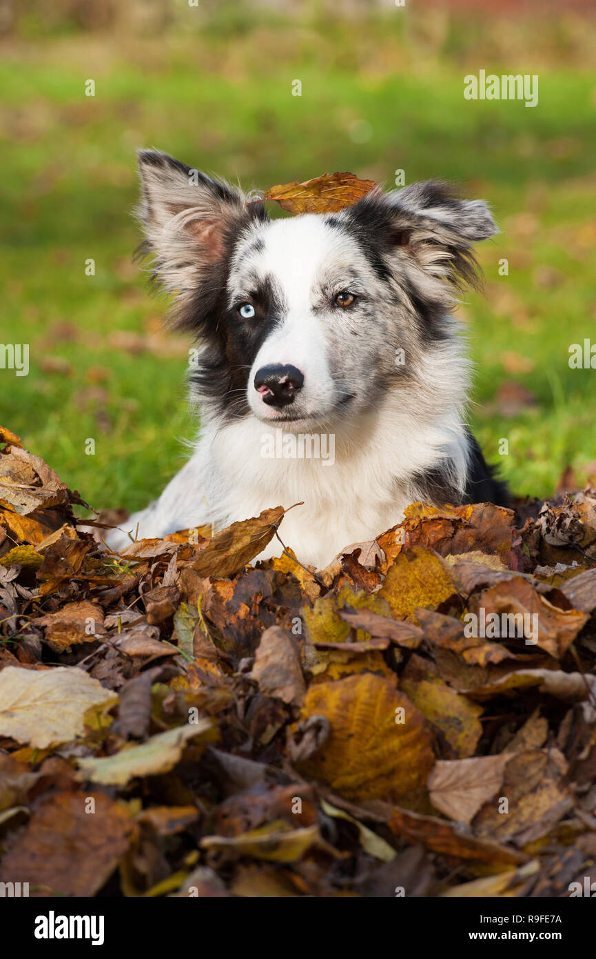 Young border collie in autumn leaves Stock Photo - Alamy