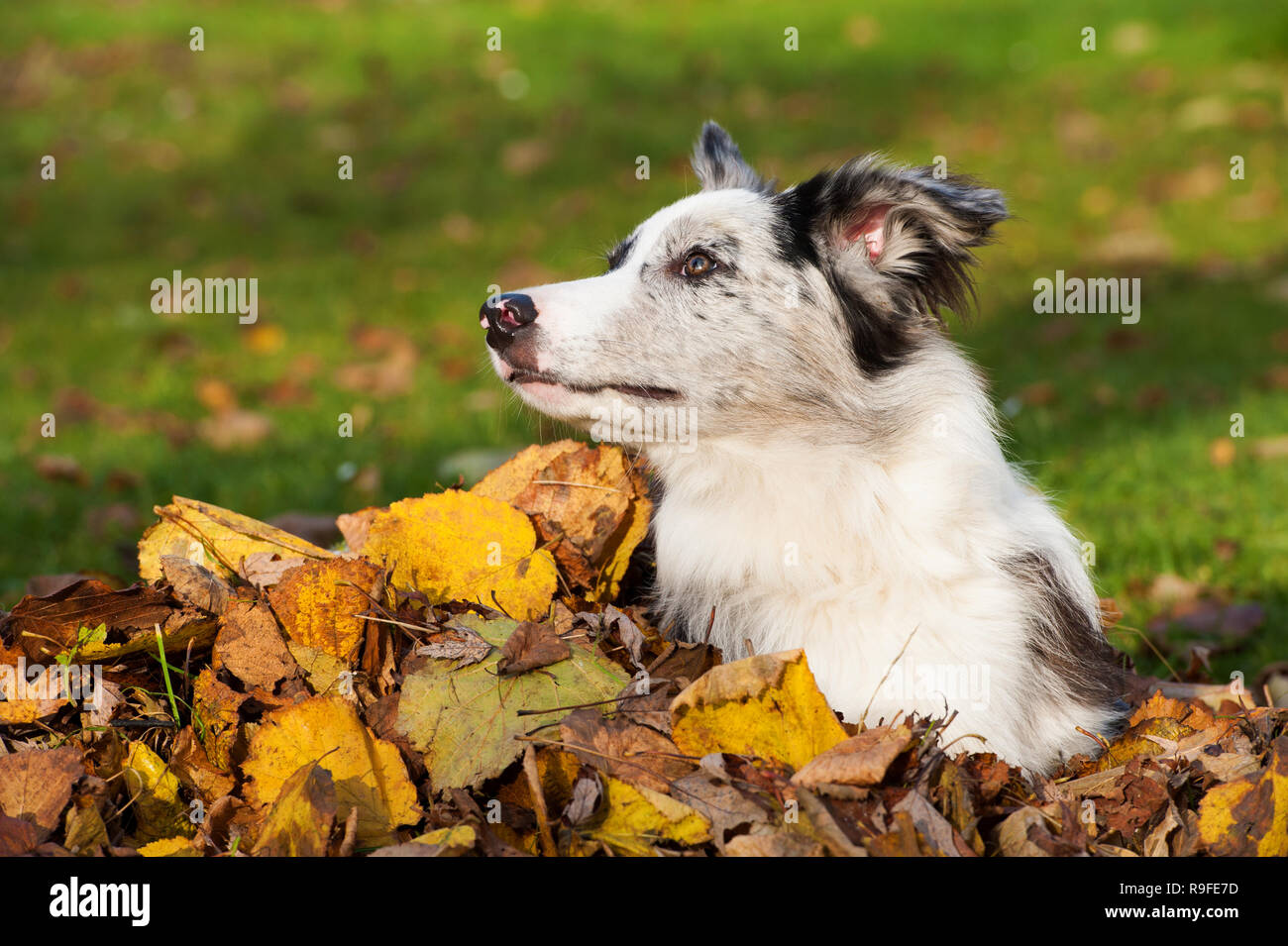 Garden border leaves animal autumn hi-res stock photography and images ...
