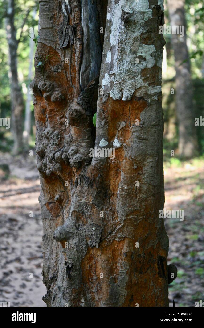 Tree trunk in the jungles of Cambodia Stock Photo - Alamy