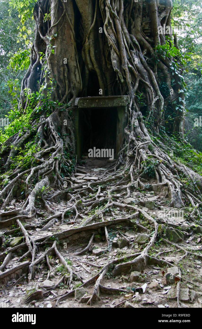 The roots of a huge banyan tree growing around a small shelter Stock ...