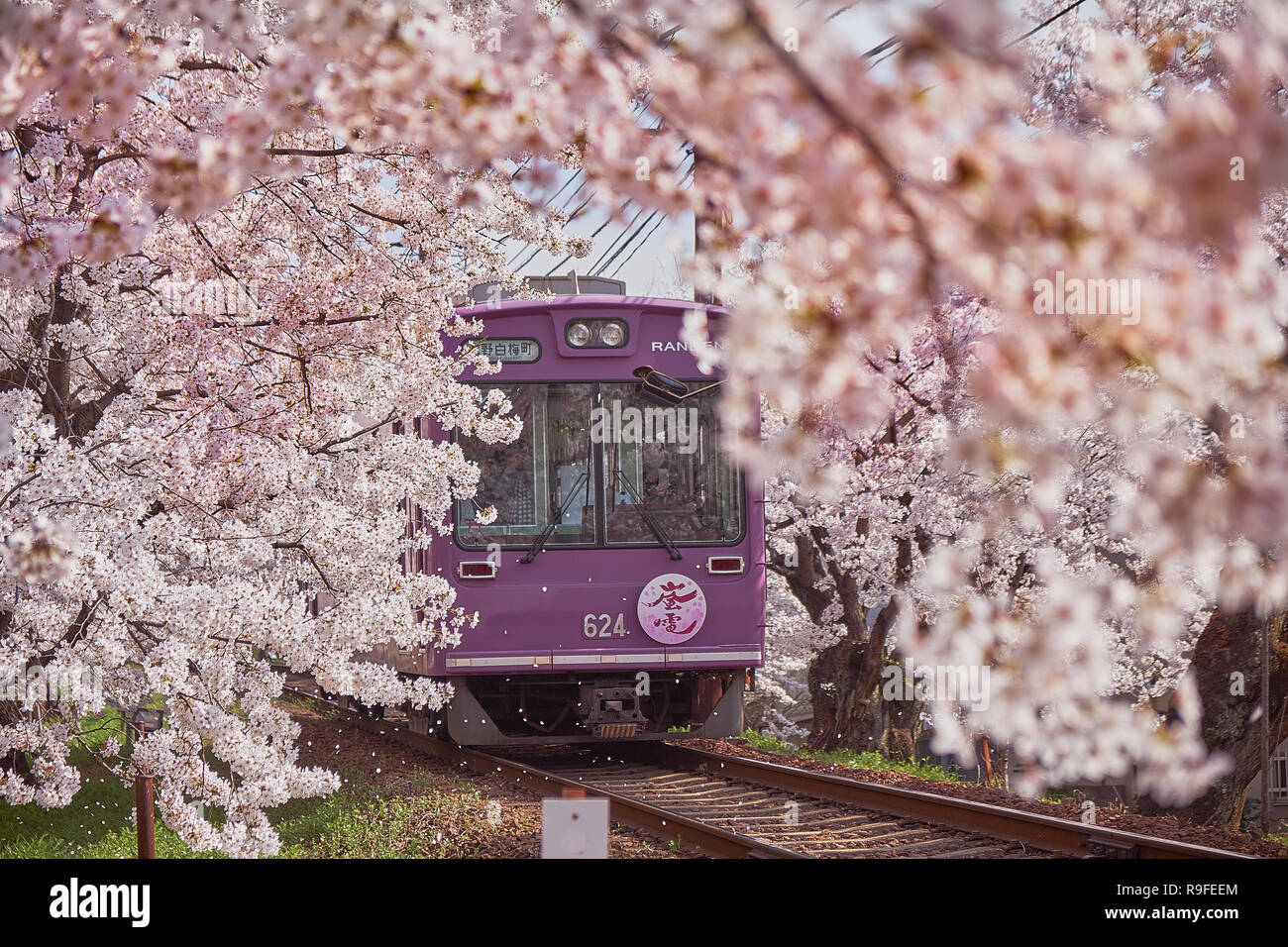 Local purple train going through a tunnel formed by branches of cherry ...