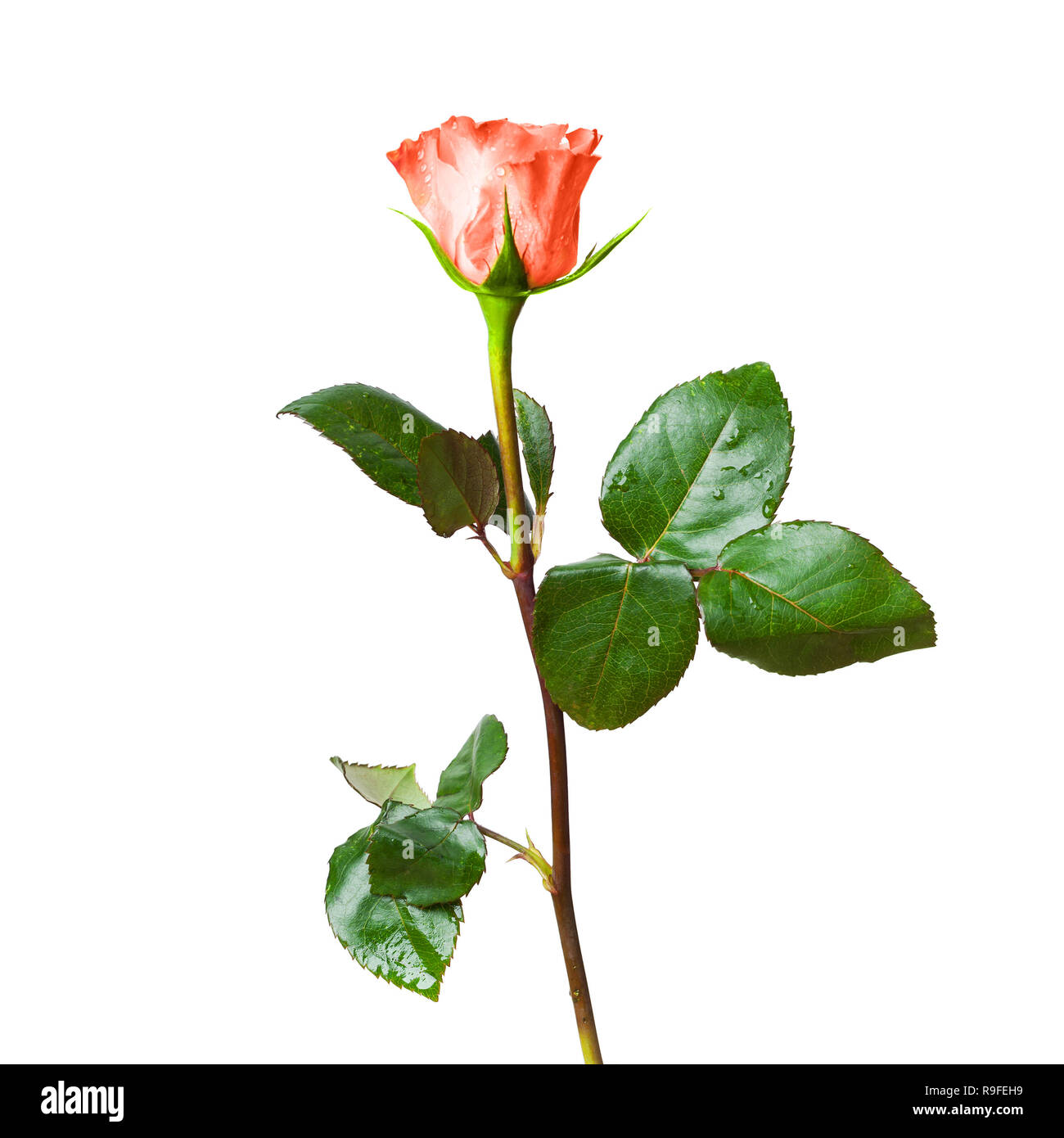 Red rose flower, square photo isolated on white Stock Photo - Alamy