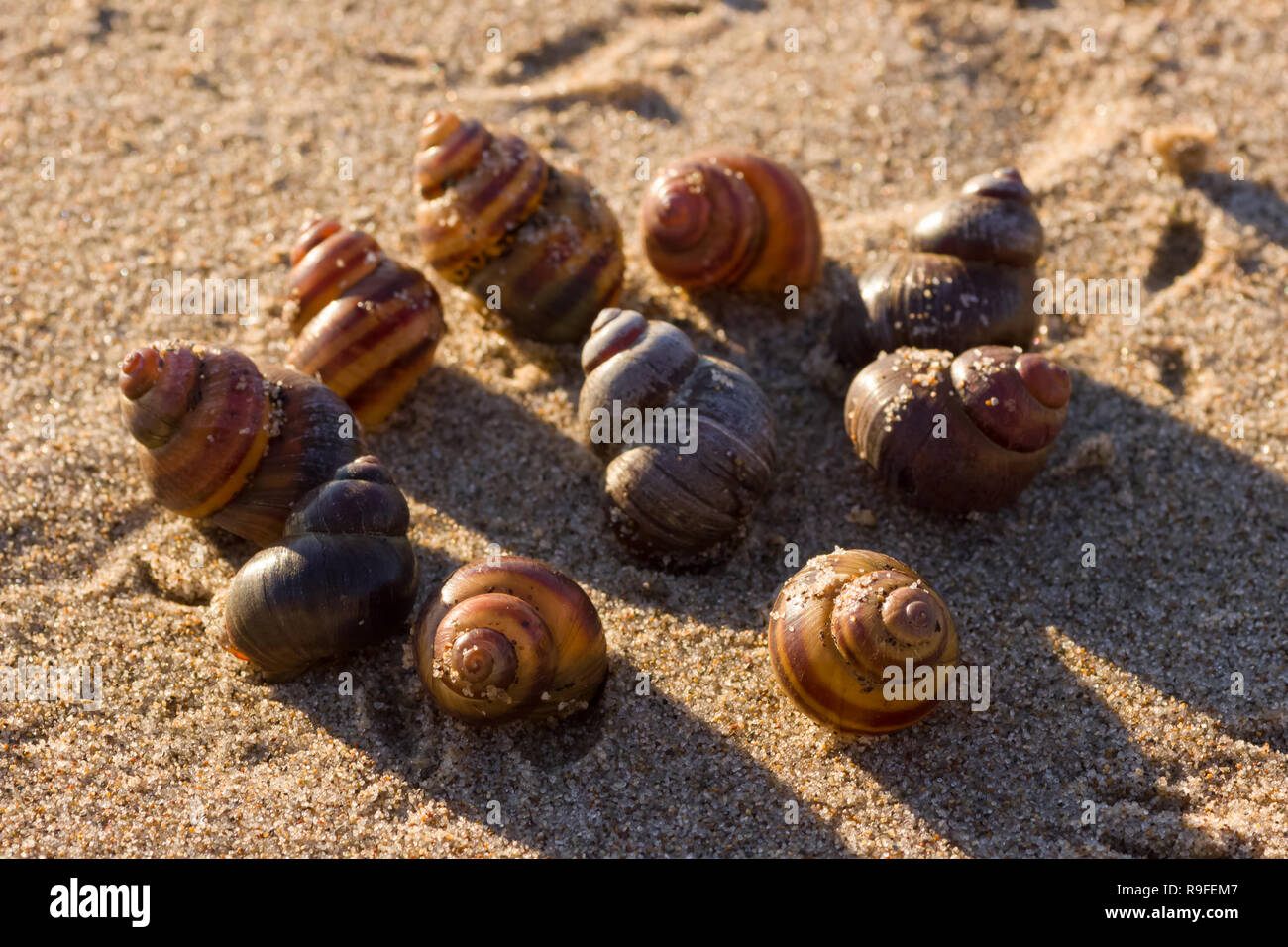 Ten seashells in the sand Stock Photo - Alamy