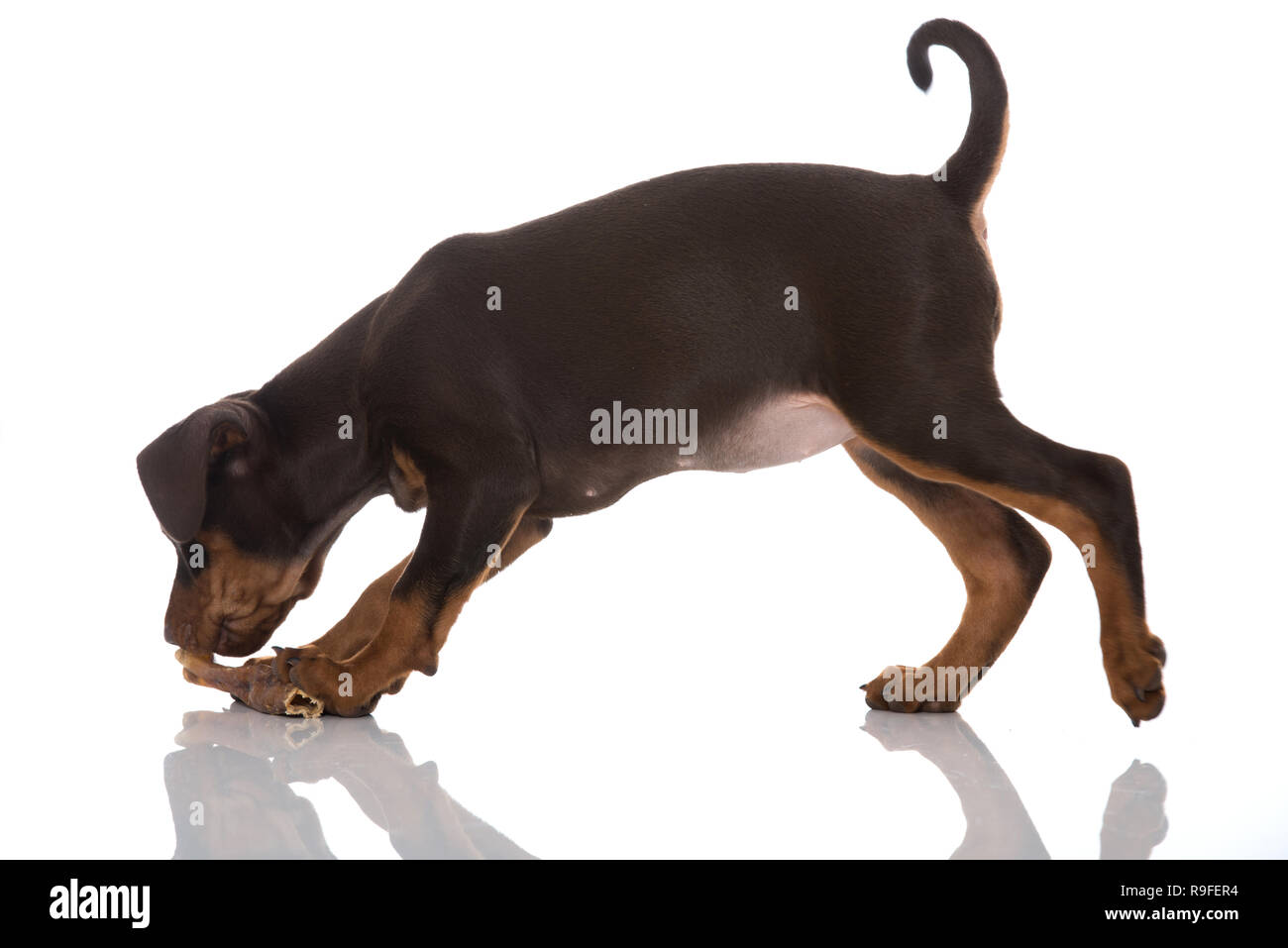 Pinscher dog with a bone isolated on white background Stock Photo - Alamy