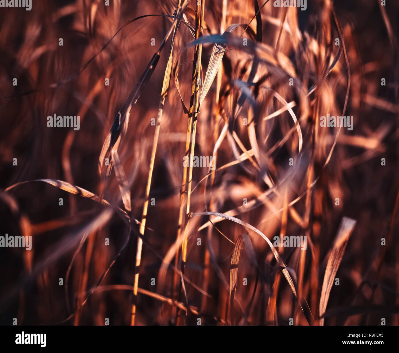 Blurry grass in red tones Stock Photo - Alamy