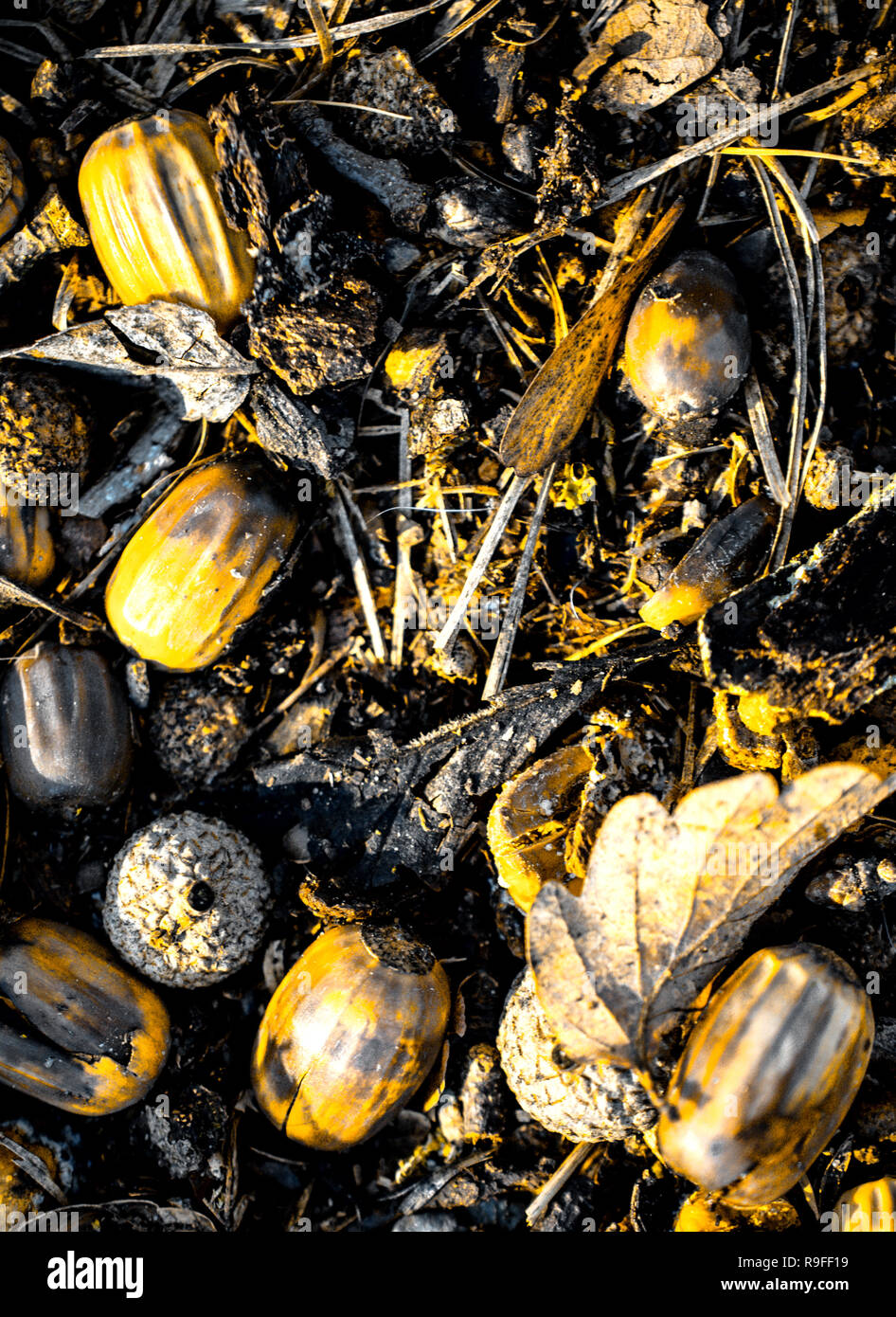 Yellow acorn hi-res stock photography and images - Alamy