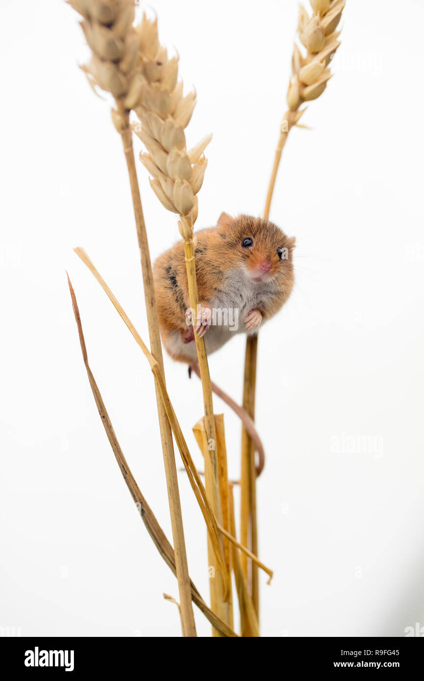 Harvest mouse corn hi-res stock photography and images - Alamy