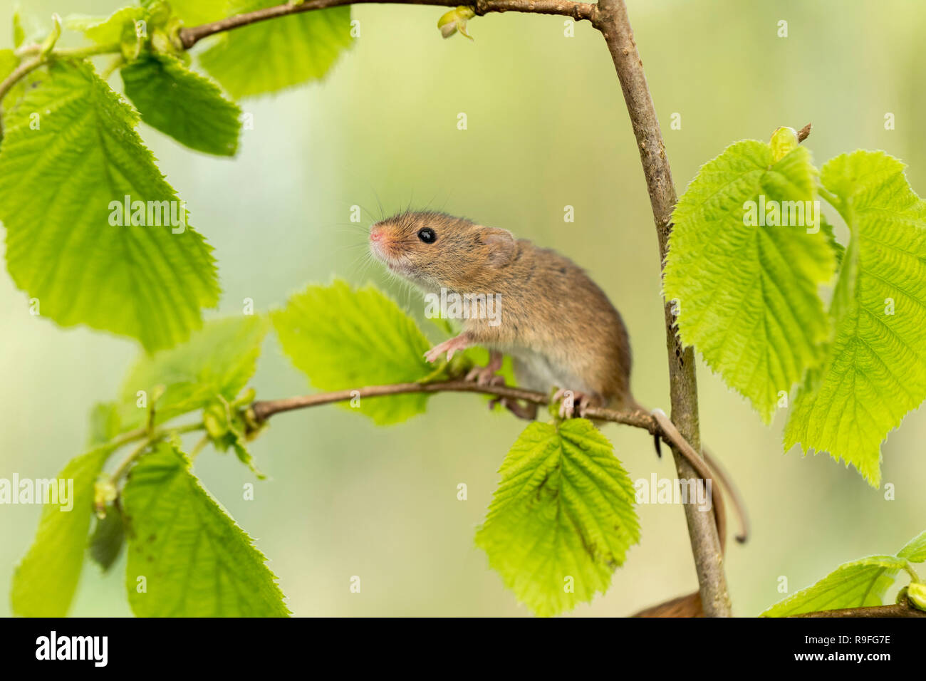 Hazel mouse hi-res stock photography and images - Alamy