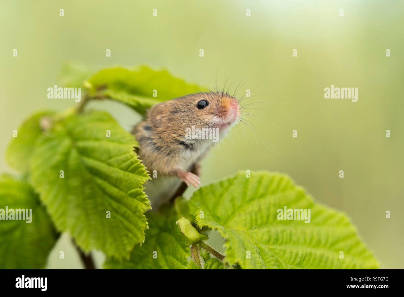 Harvest Mouse; Micromys minutus Single on Hazel Captive; UK Stock Photo ...