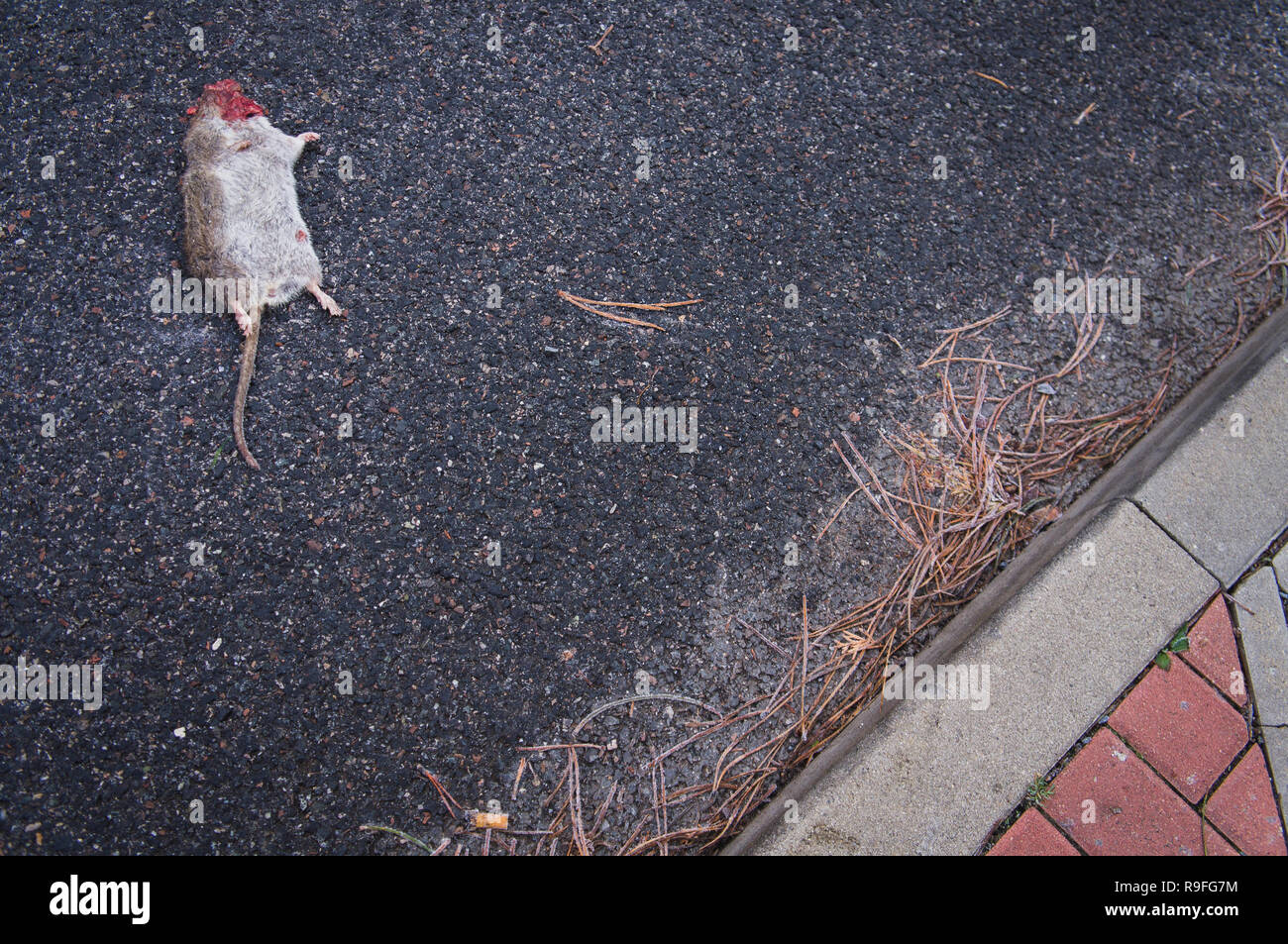 Dead rat carcass hi-res stock photography and images - Alamy
