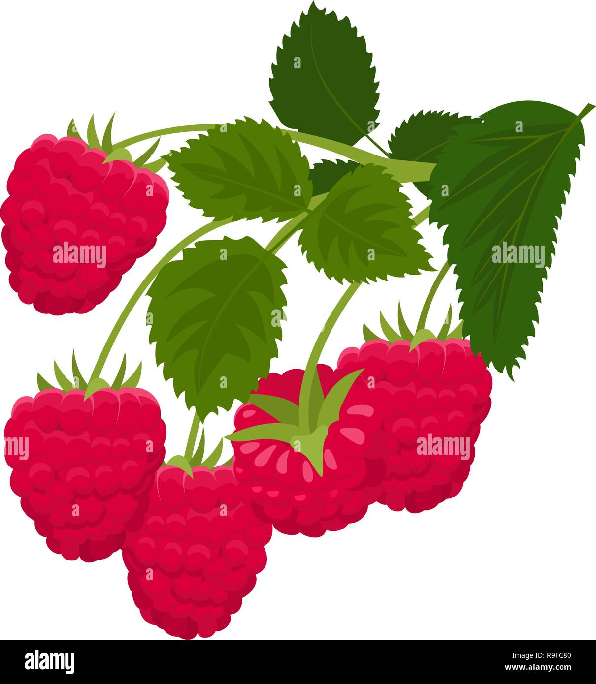 Raspberry isolated on white background. Raspberries. Forest berry ...