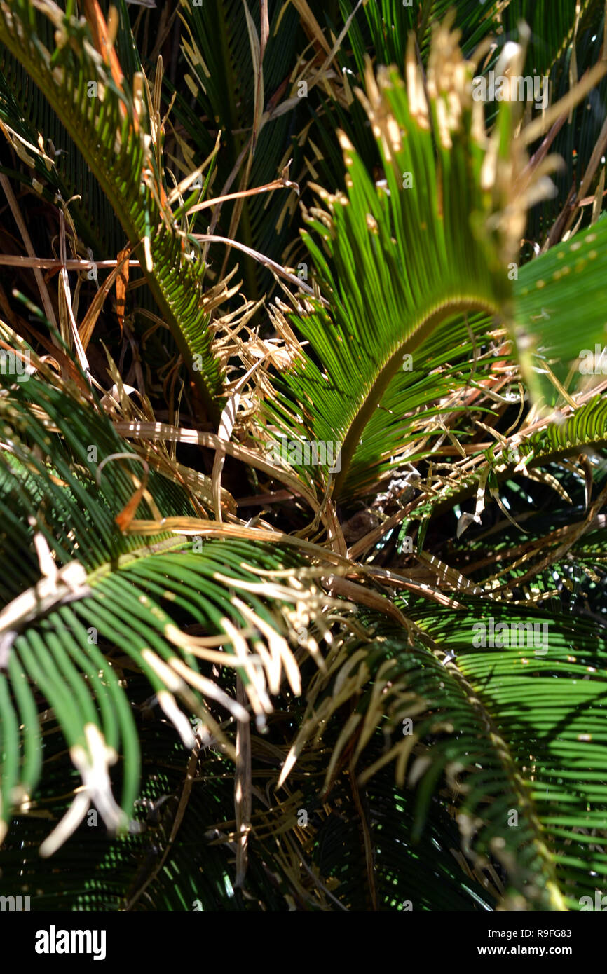 Cycads forest hi-res stock photography and images - Alamy