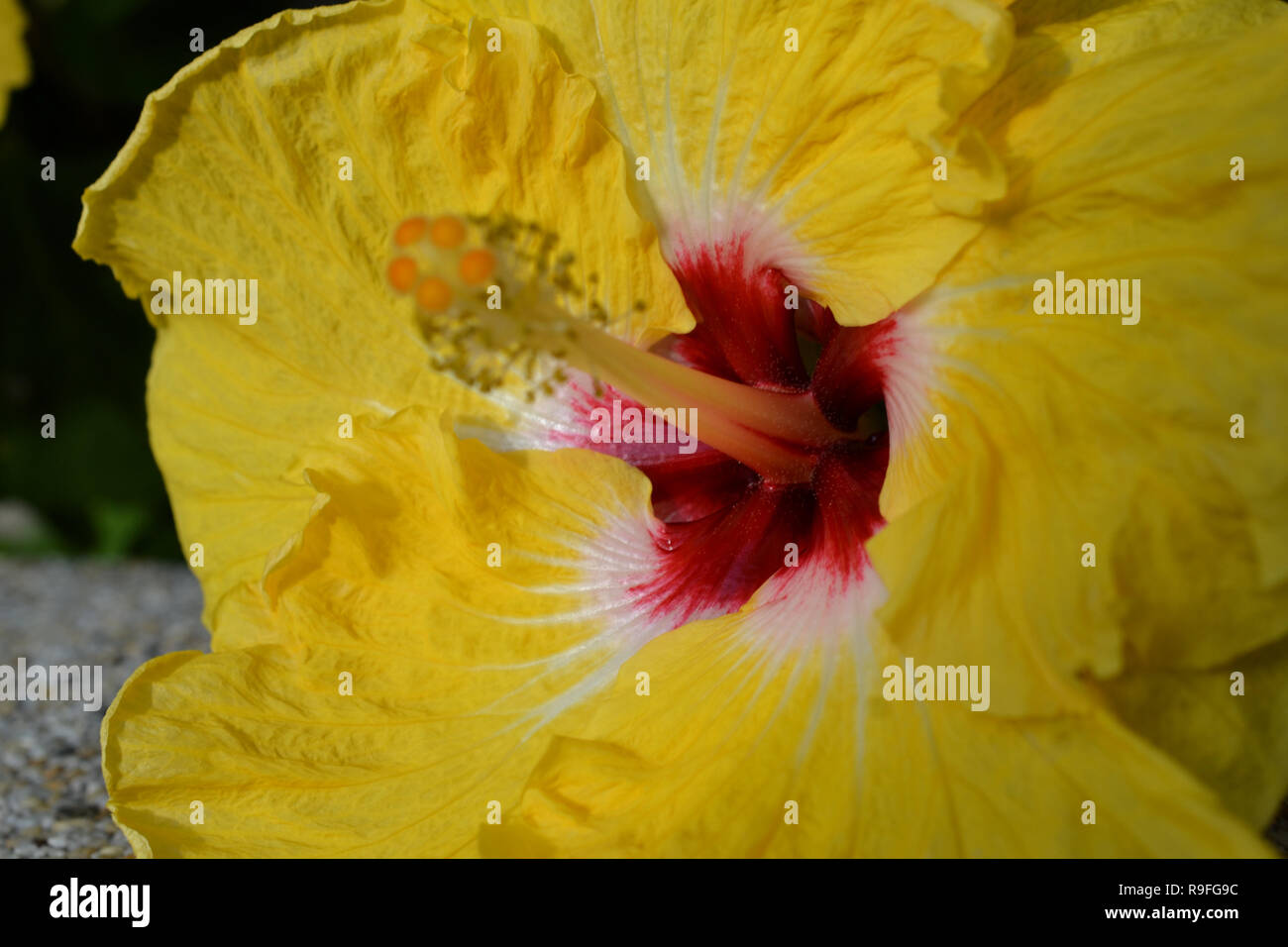 Yellow hawaiian hibiscus hi-res stock photography and images - Alamy