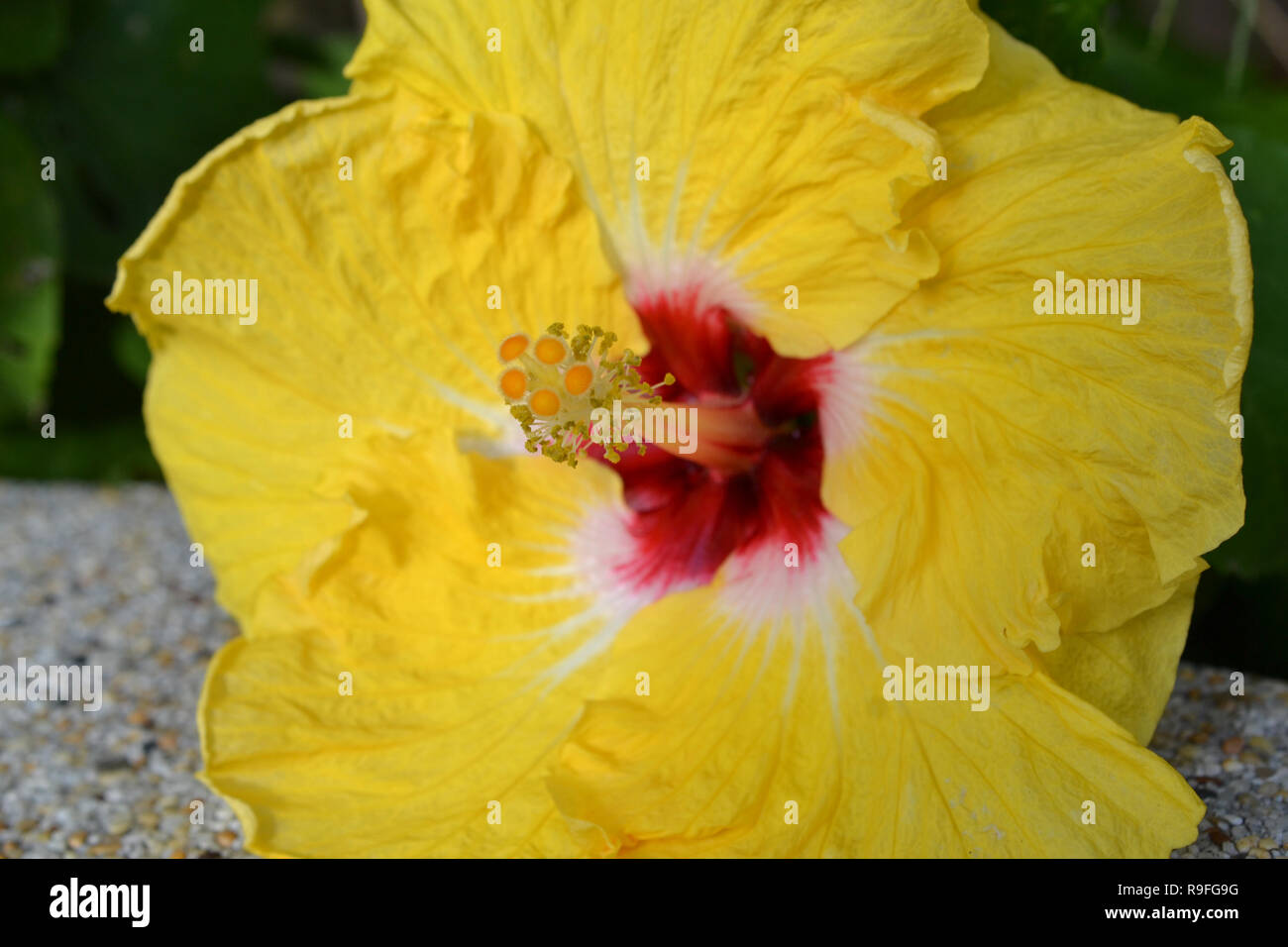 Tropical hibiscus yellow hi-res stock photography and images - Alamy