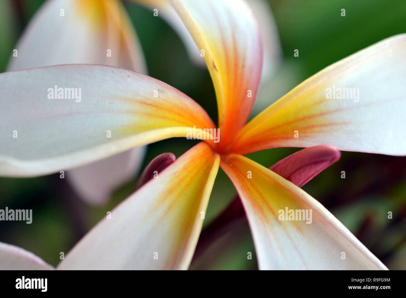 Tahiti tropical flower hi-res stock photography and images - Alamy