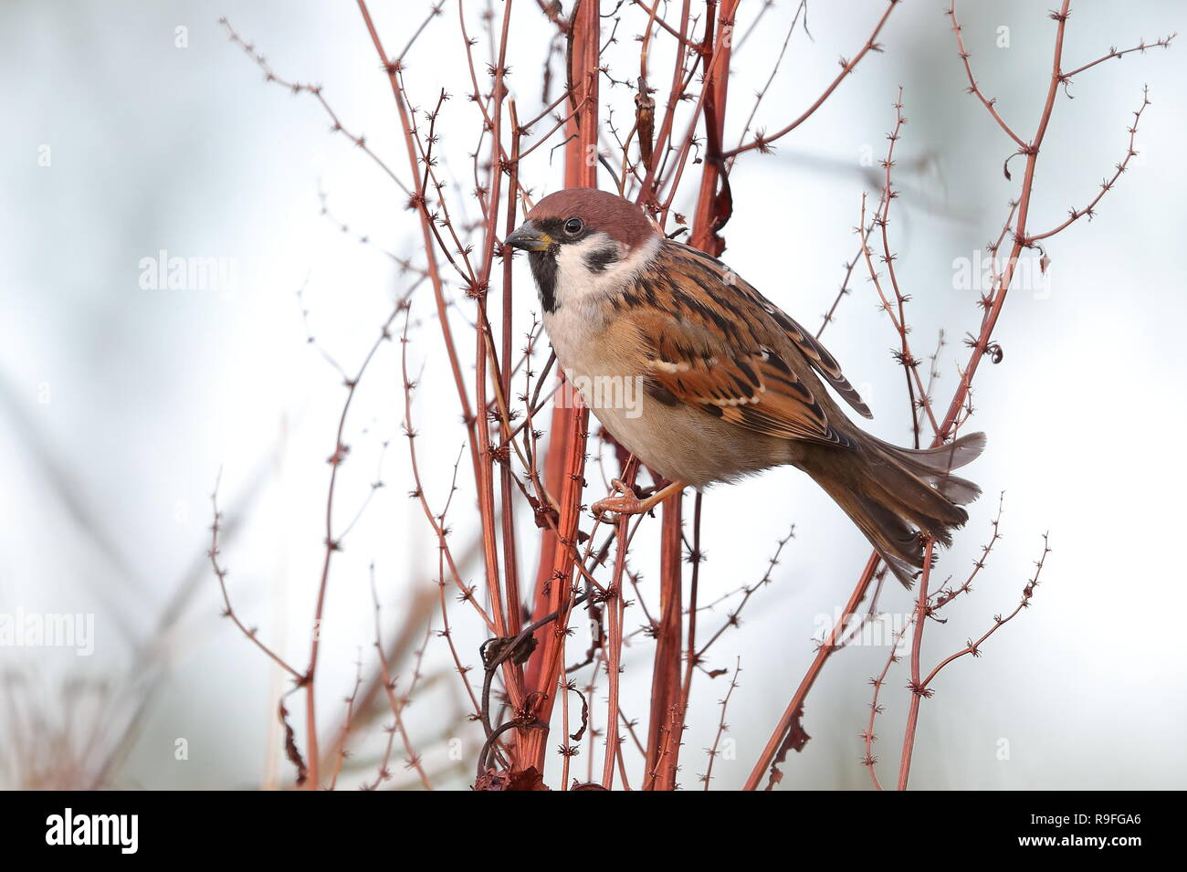 Sparrow yorkshire hi-res stock photography and images - Alamy