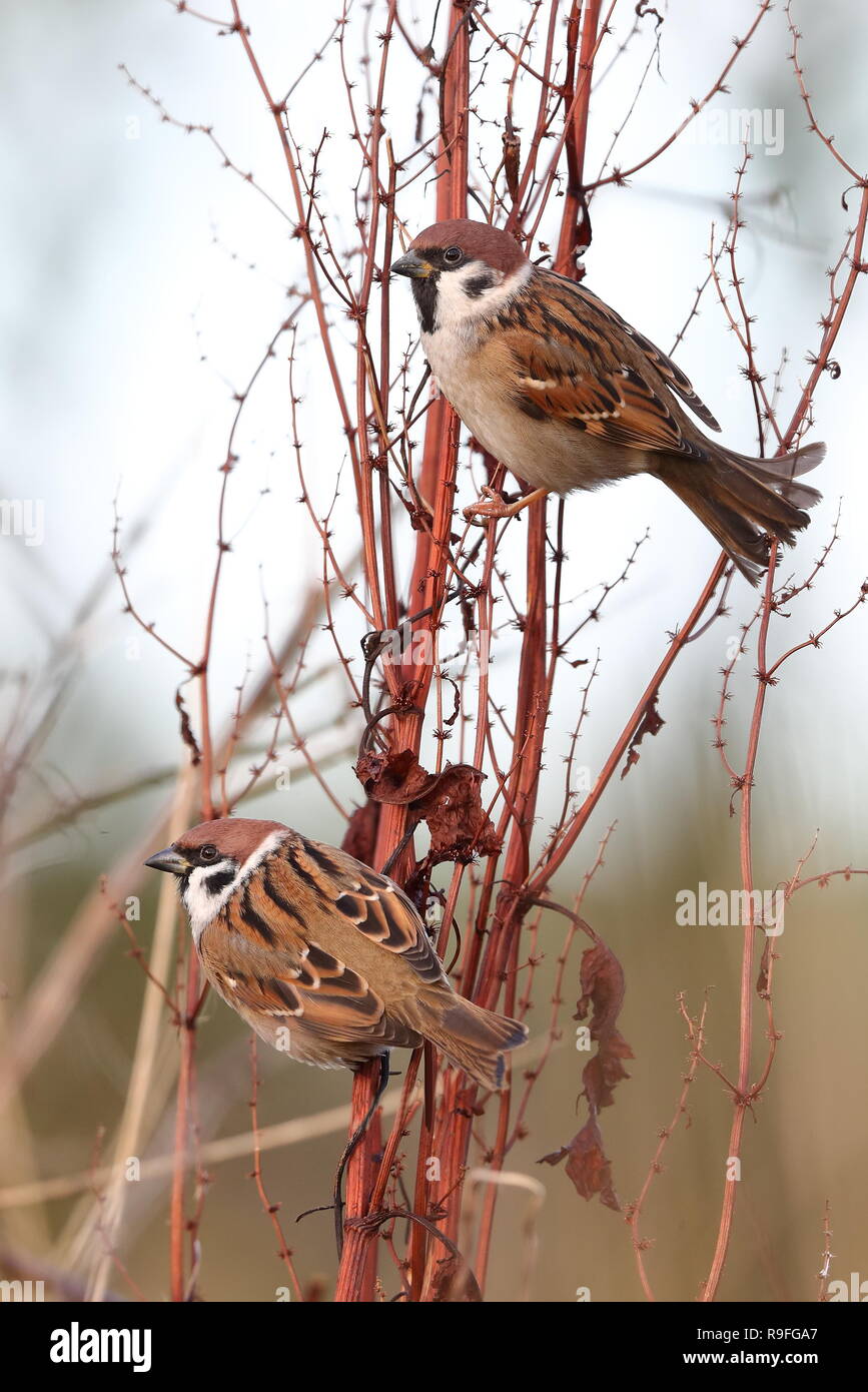 Sparrow yorkshire hi-res stock photography and images - Alamy