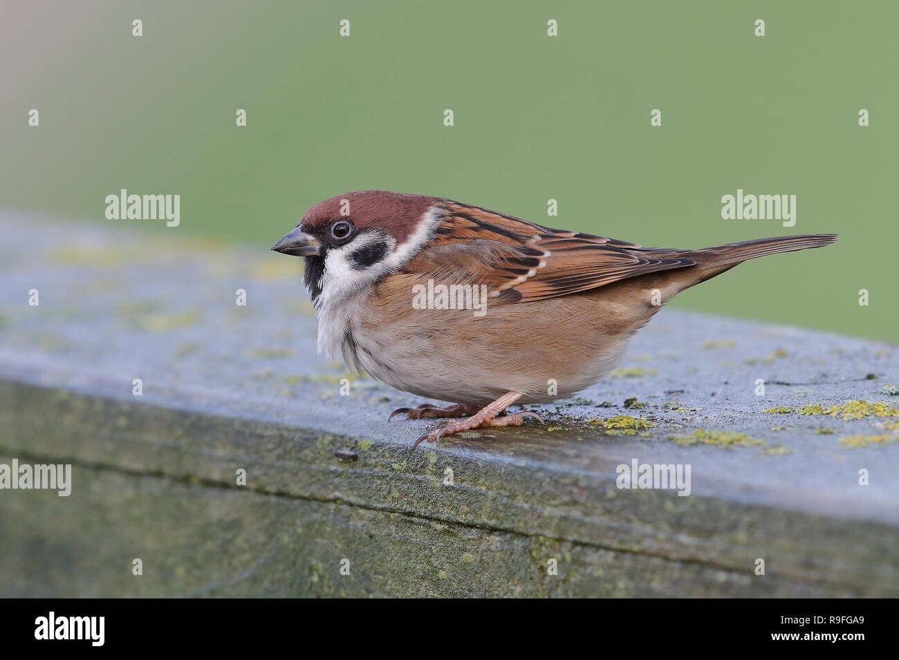 Tree sparrow bempton hi-res stock photography and images - Alamy