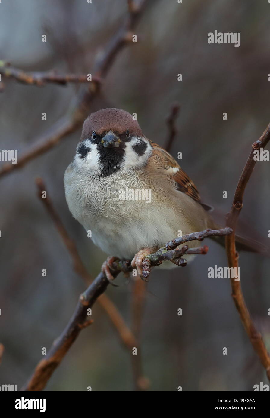 Tree sparrow passer montanus east yorkshire hi-res stock photography ...