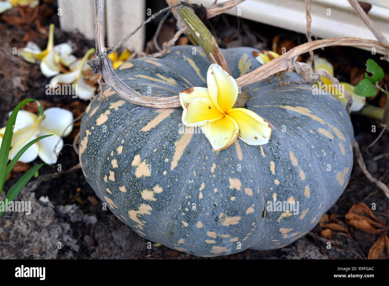 Japanese pumpkin hi-res stock photography and images - Alamy