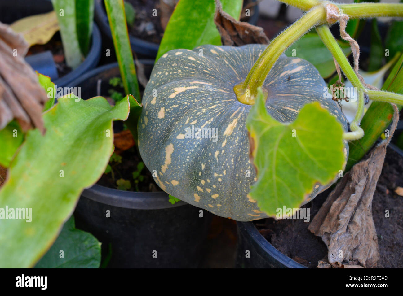 Kabocha japan hi-res stock photography and images - Alamy