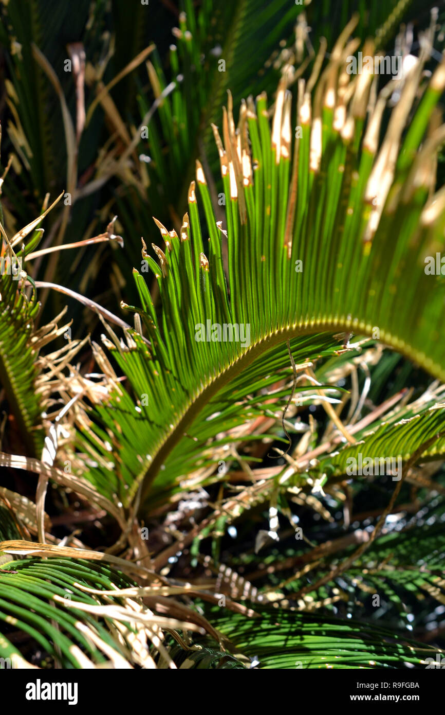 Cycads forest hi-res stock photography and images - Alamy