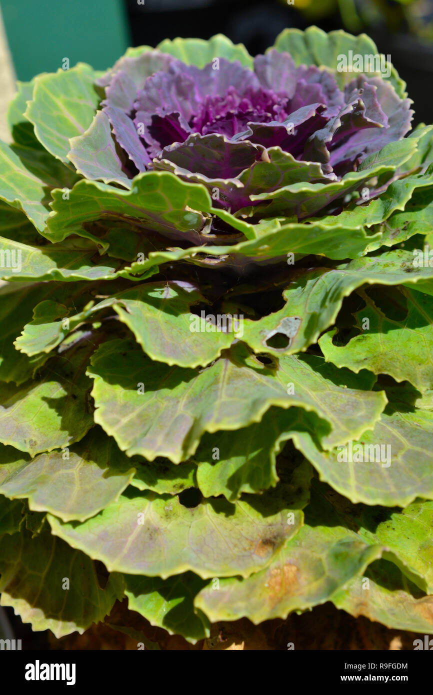 Purple kale isolated hi-res stock photography and images - Alamy