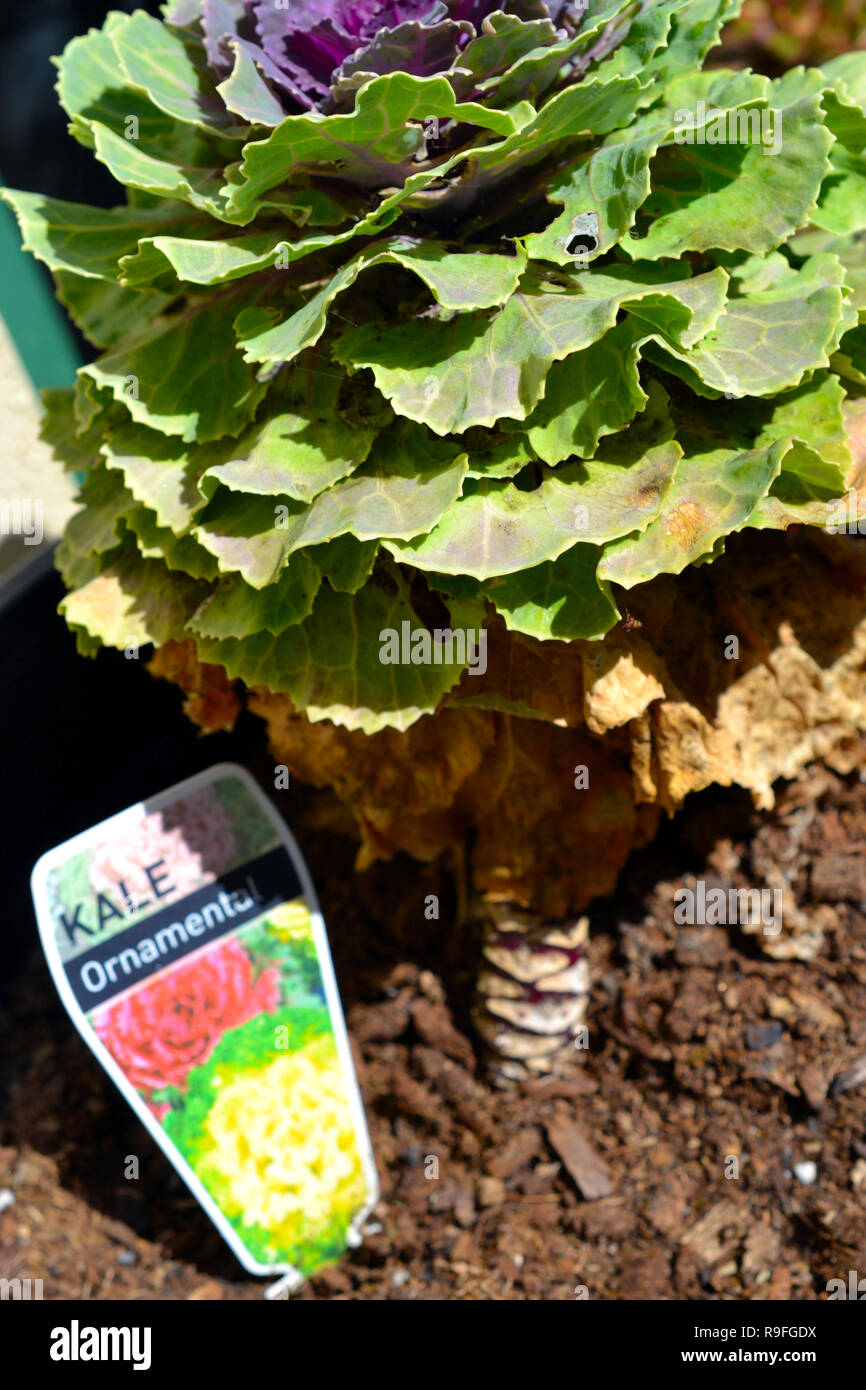 Red leaf kale hi-res stock photography and images - Alamy
