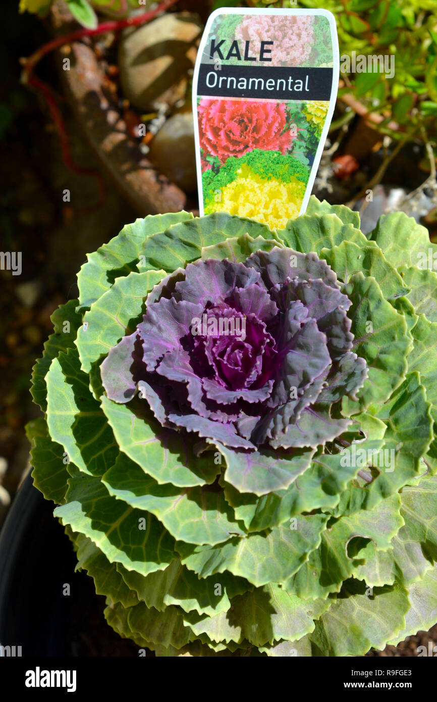 Red leaf kale hi-res stock photography and images - Alamy