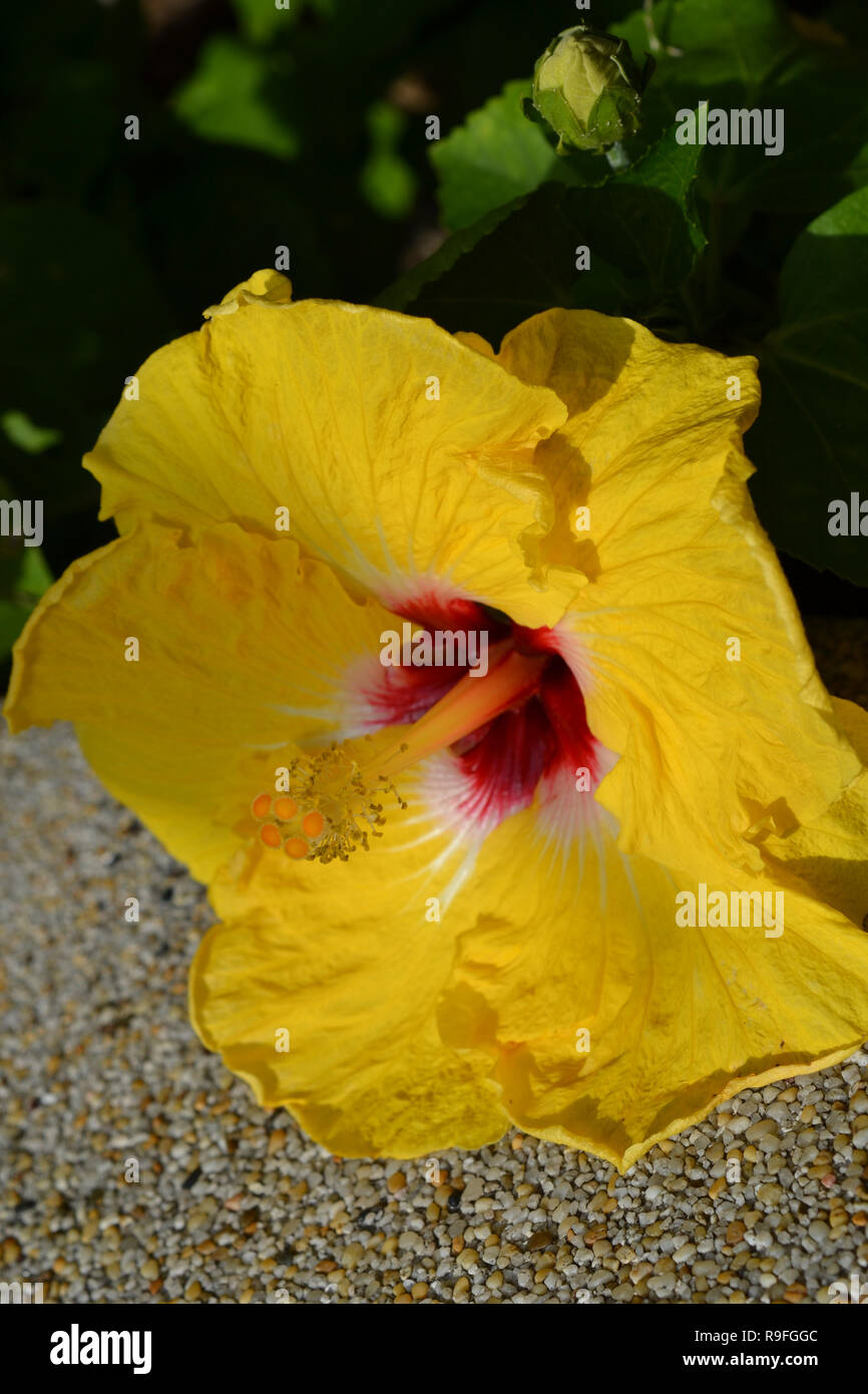 Beautiful yellow hawaiian hibiscus hi-res stock photography and images ...