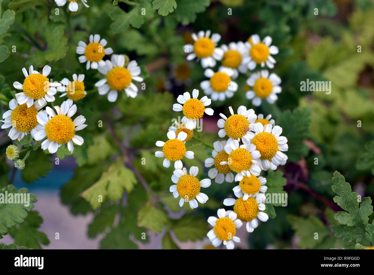 Feverfew plant hi-res stock photography and images - Alamy