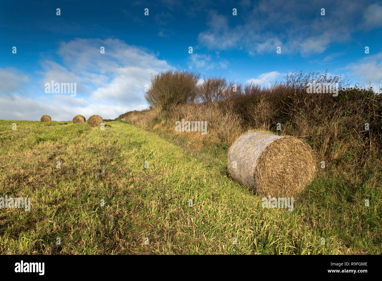 Straw Bales; Field; Cornwall; UK Stock Photo - Alamy