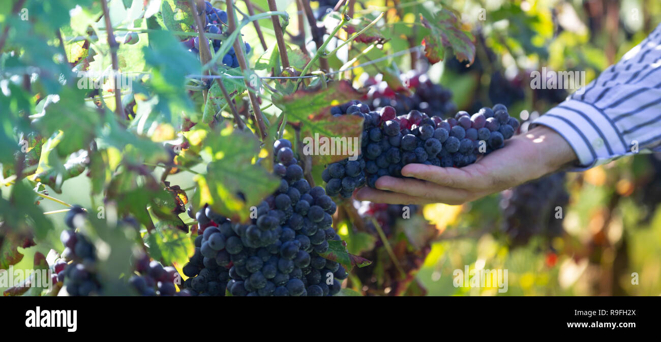 Farmer growing organic grapes farm hi-res stock photography and images ...
