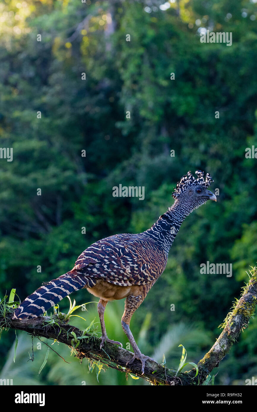 Female Curassow High Resolution Stock Photography and Images - Alamy