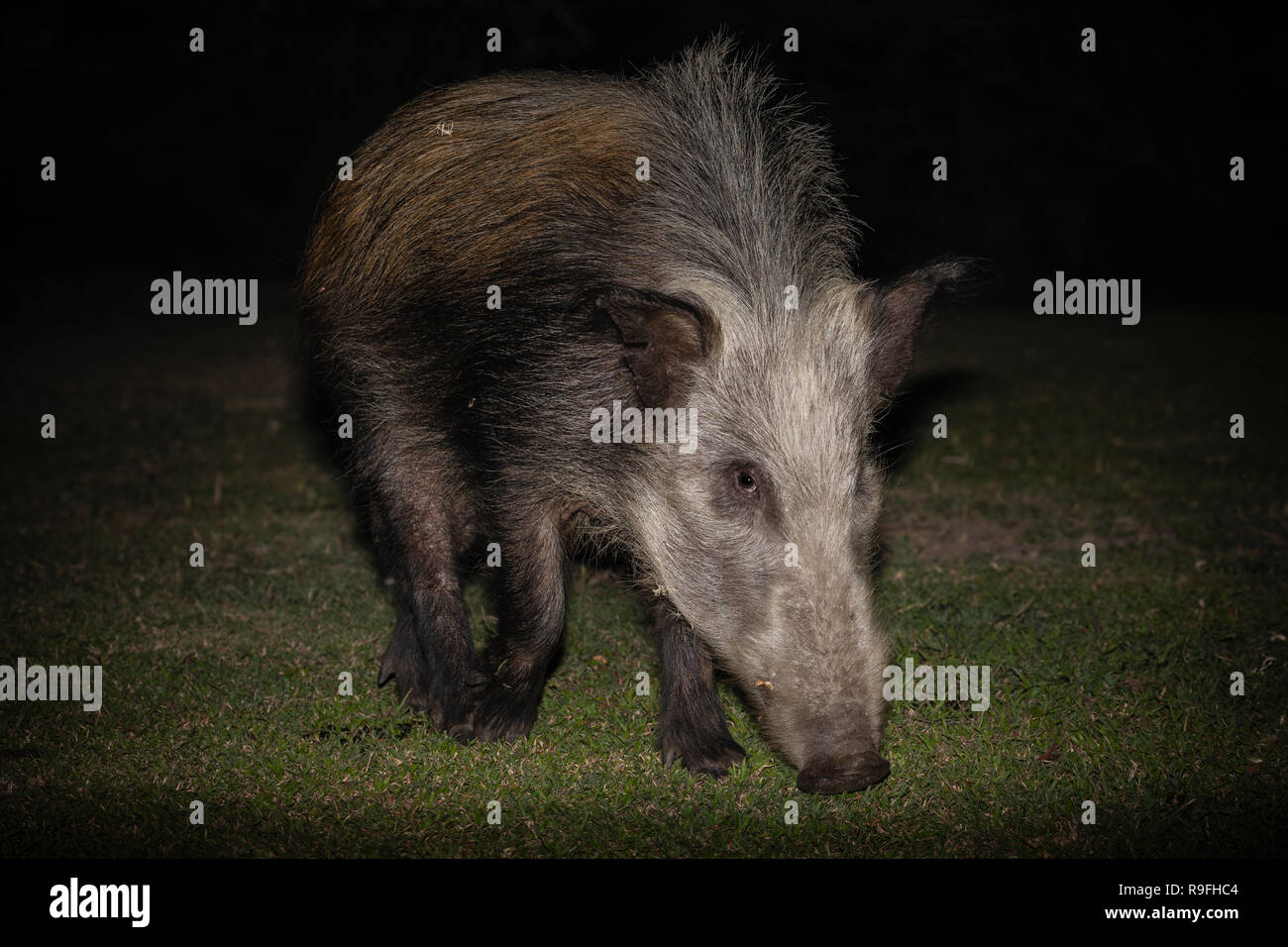 Pig mammalia hi-res stock photography and images - Alamy