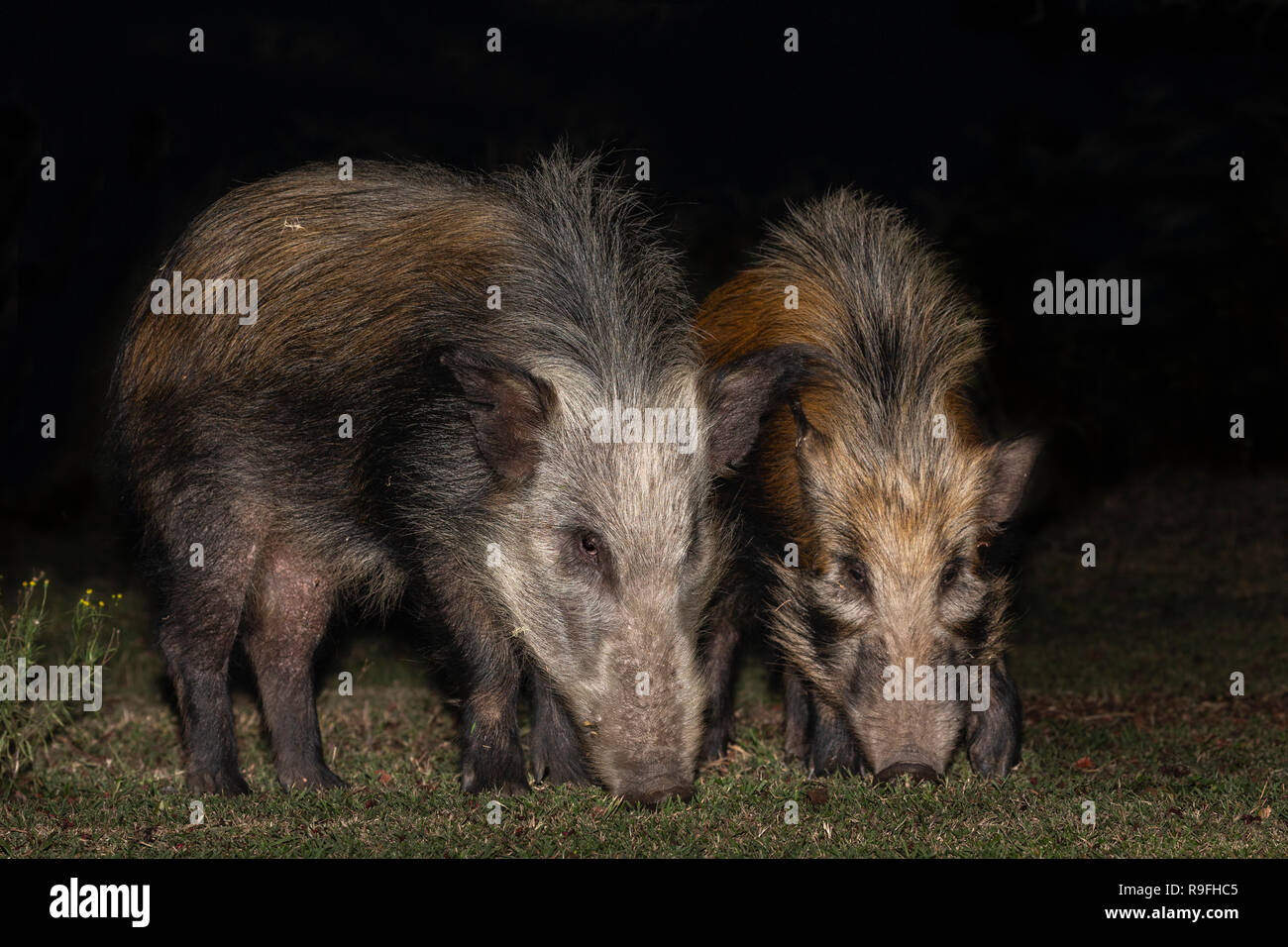 Bush pigs (Potamochoerus larvatus), Mpila camp, iMfolozi game reserve ...