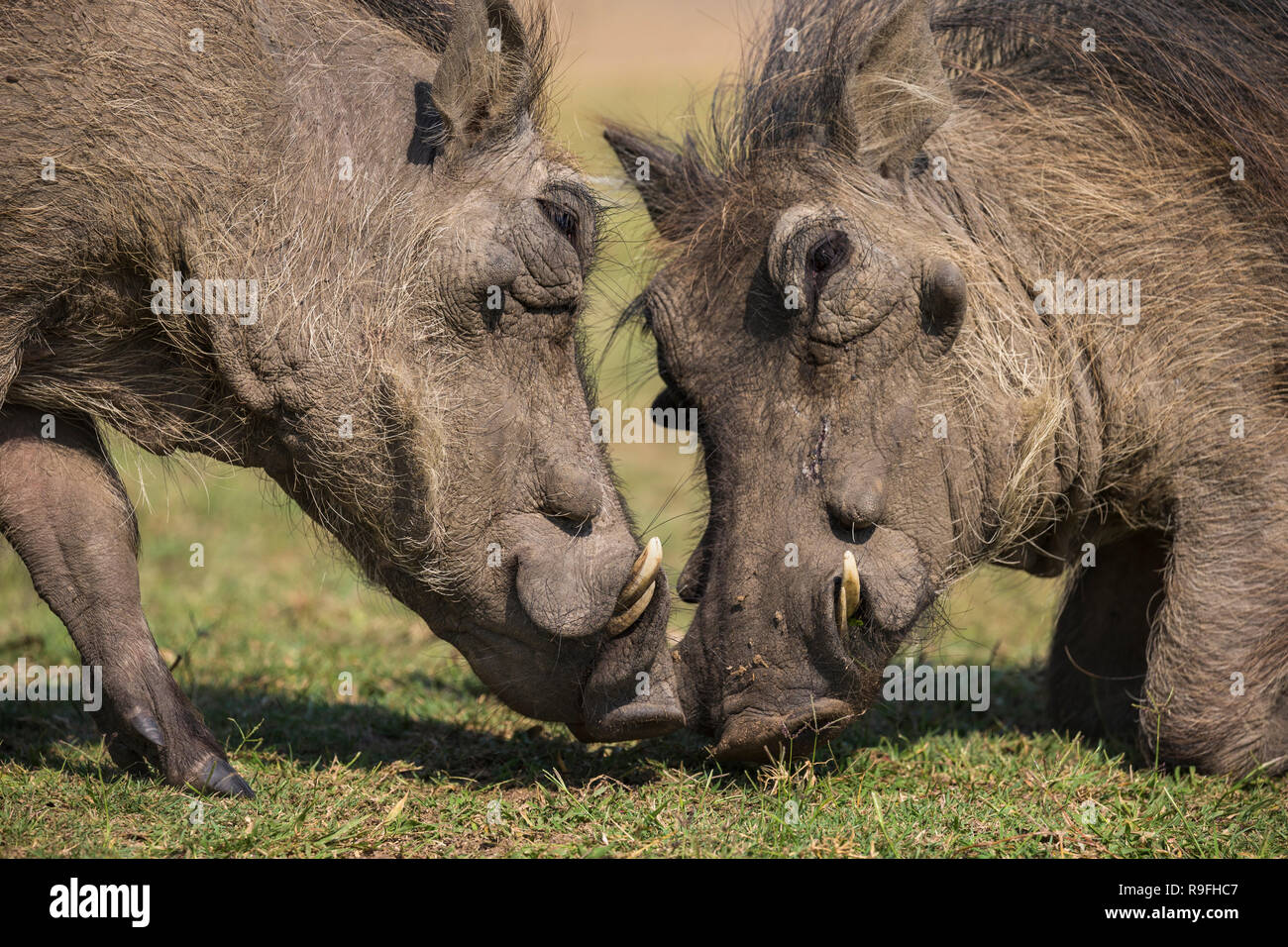Phacochoerus africanus africanus hi-res stock photography and images ...