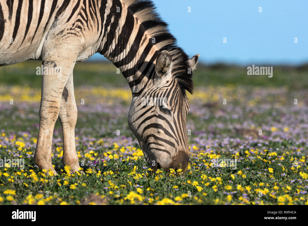 Zebra flowers hi-res stock photography and images - Alamy