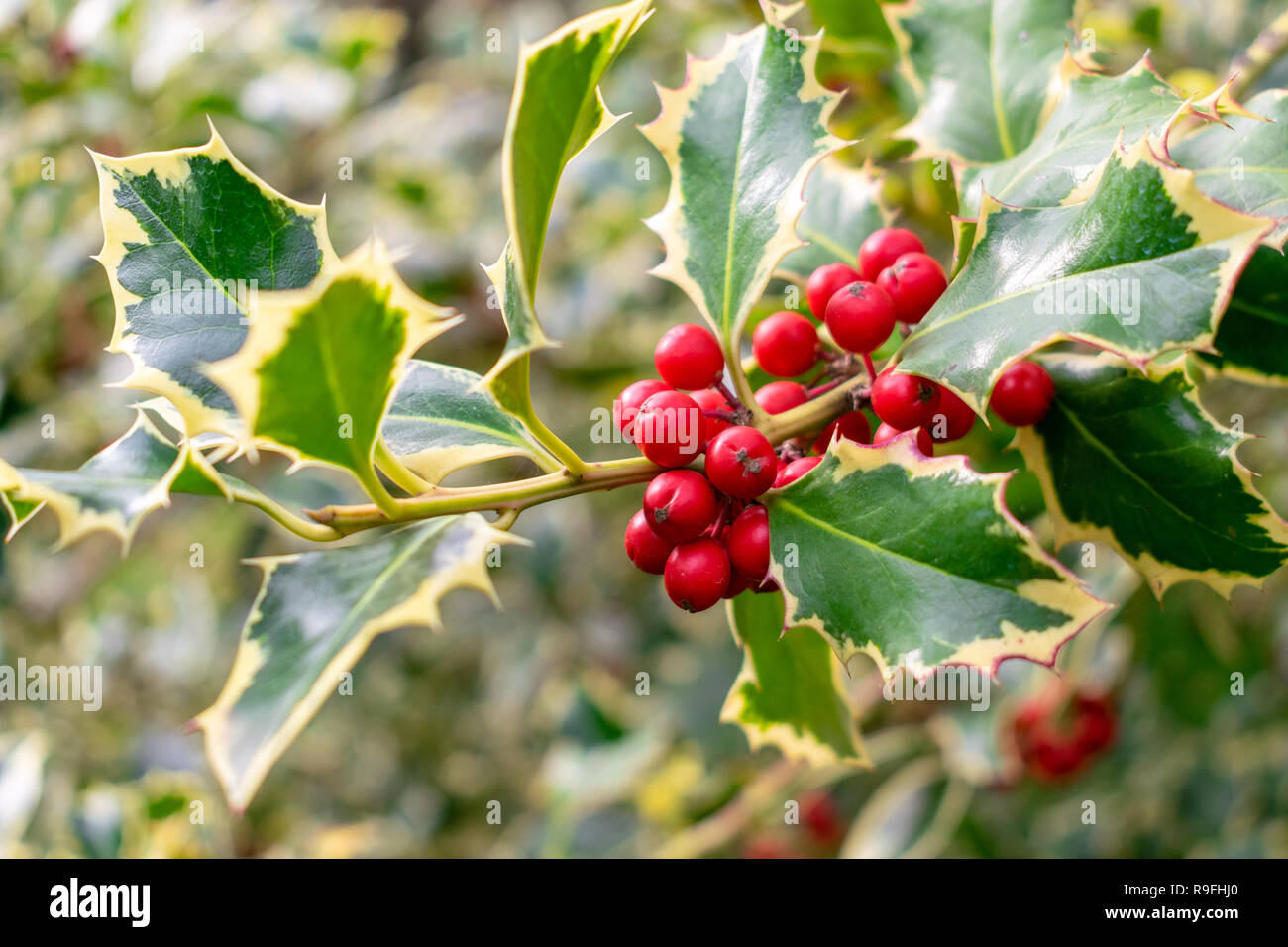 Mistletoe And Holly High Resolution Stock Photography and Images - Alamy