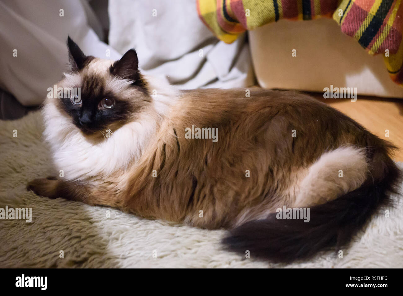 Long haired burmese hi-res stock photography and images - Alamy