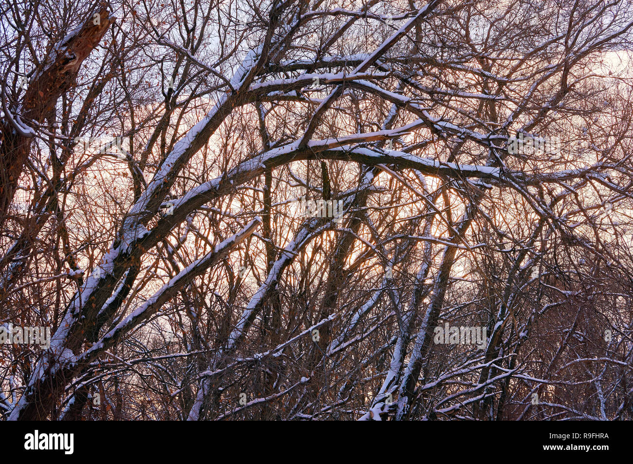 Bushes without leaves hi-res stock photography and images - Alamy