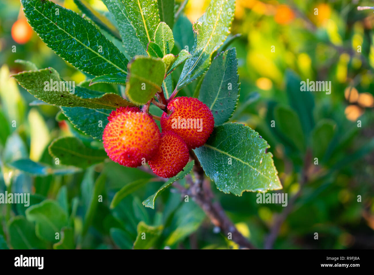 Arbutus unedo, the strawberry tree close up fruits, in Mountain ...