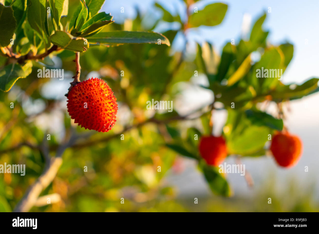 Arbutus unedo, the strawberry tree close up fruits, in Mountain ...