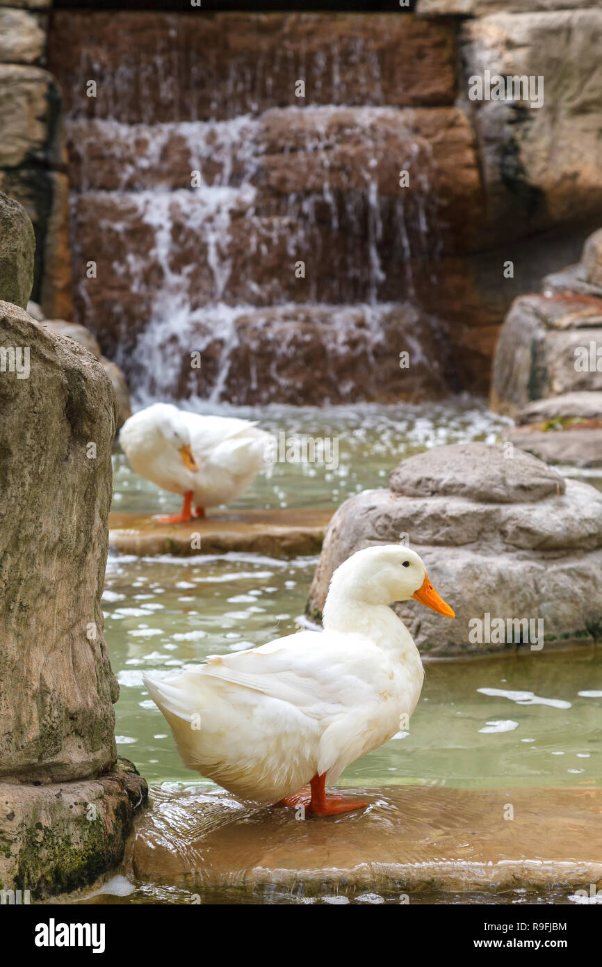 Fluffy ducks with bright orange beaks and legs stand on a stone slab in ...