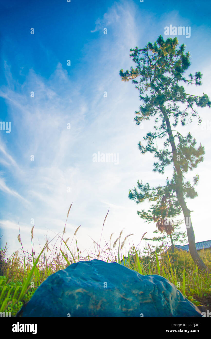 Tree of Amaharashi beach in Toyama, Japan. Japan is a country located ...