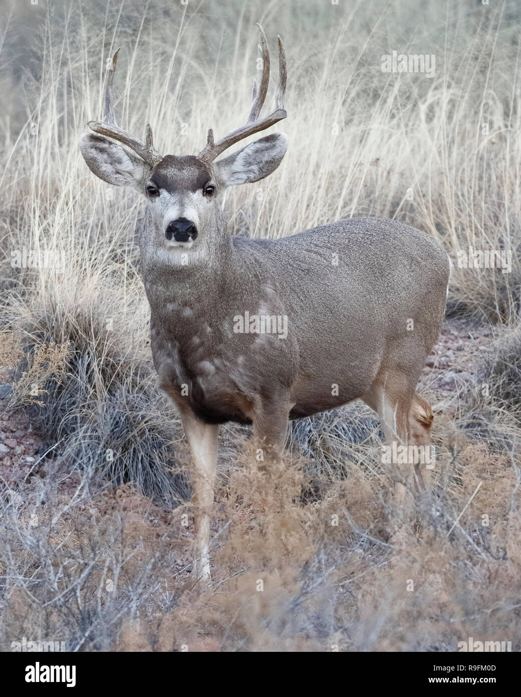 Male Mule Deer (Odocoileus hemionus) with antlers damaged from fighting ...