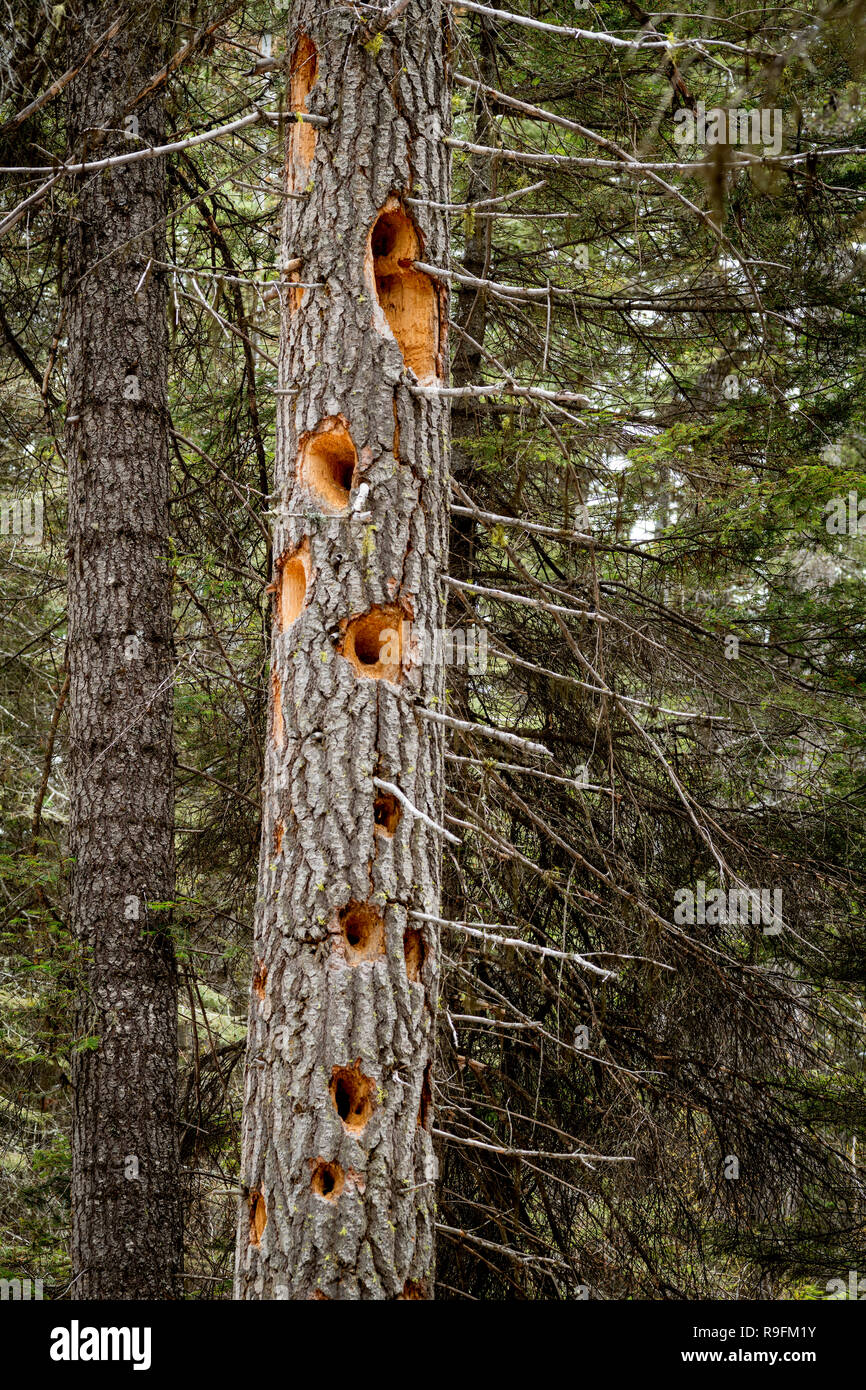 Tree that is filled with large holes made by birds looking for bugs ...